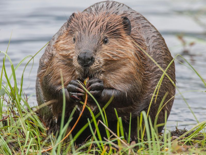 About the Beaver and Big Richard – The Wet Beaver